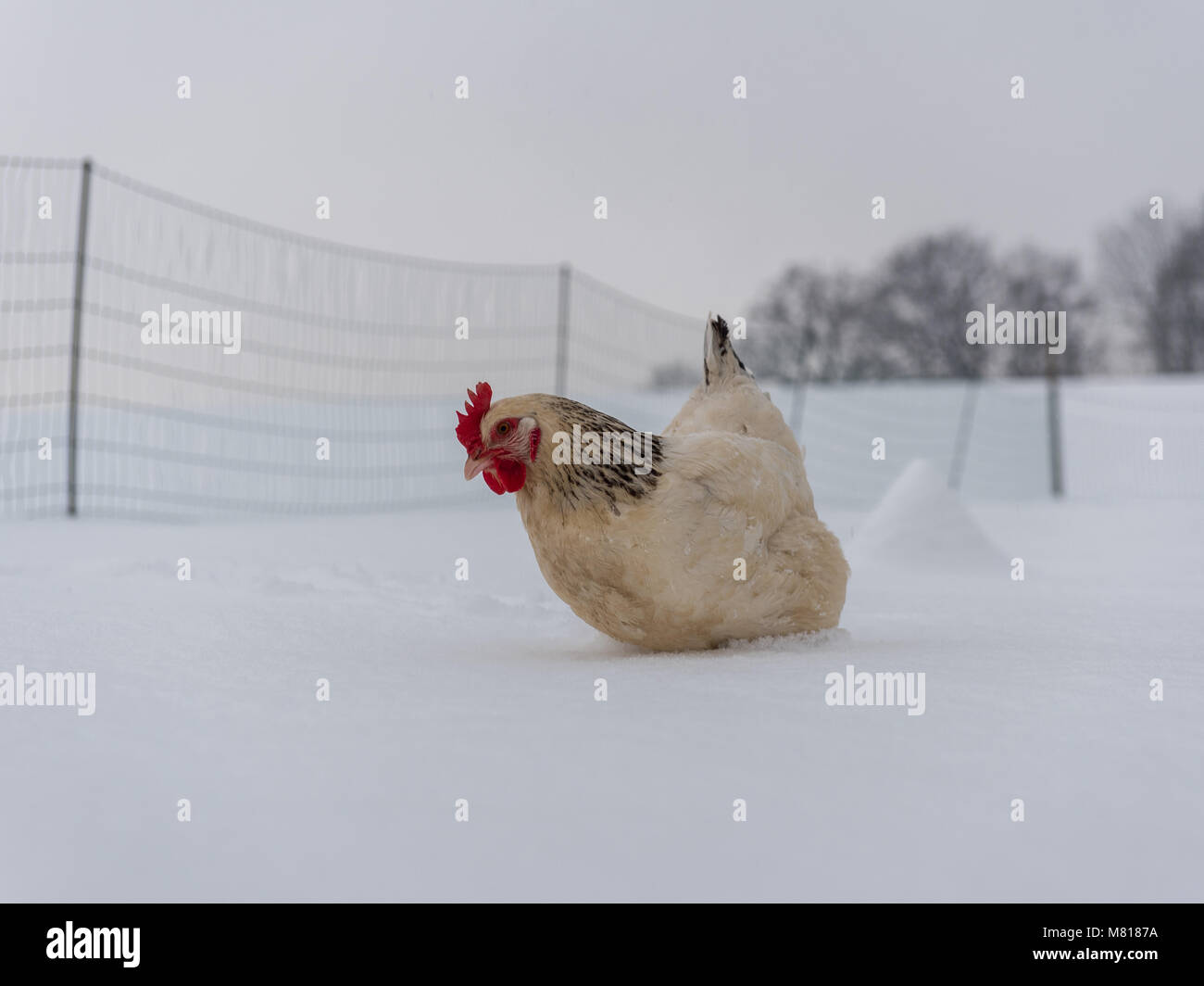 Laying hens snow hi-res stock photography and images - Alamy