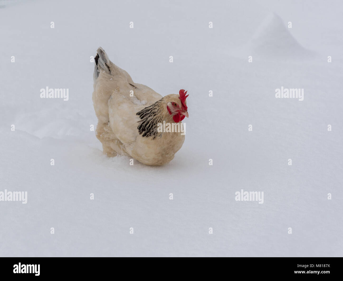Chicken laying in the ground hi-res stock photography and images - Alamy