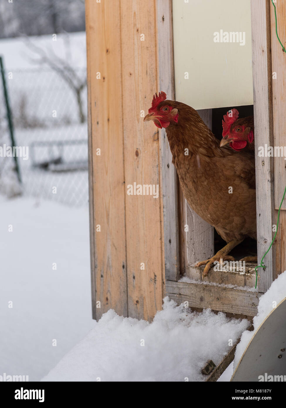 Chicken in the snow 22 Stock Photo - Alamy