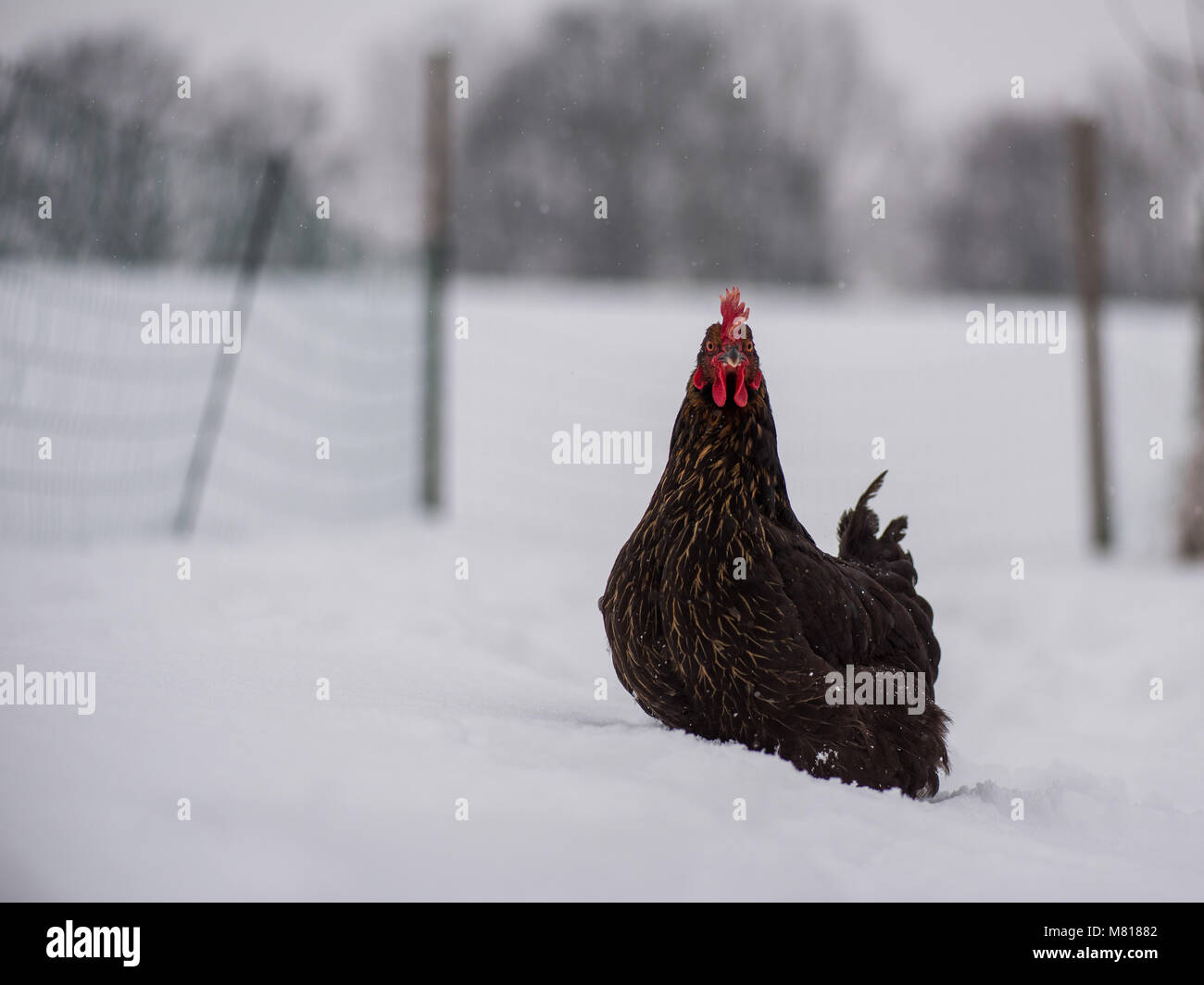 Keeping chickens in winter hi-res stock photography and images - Alamy
