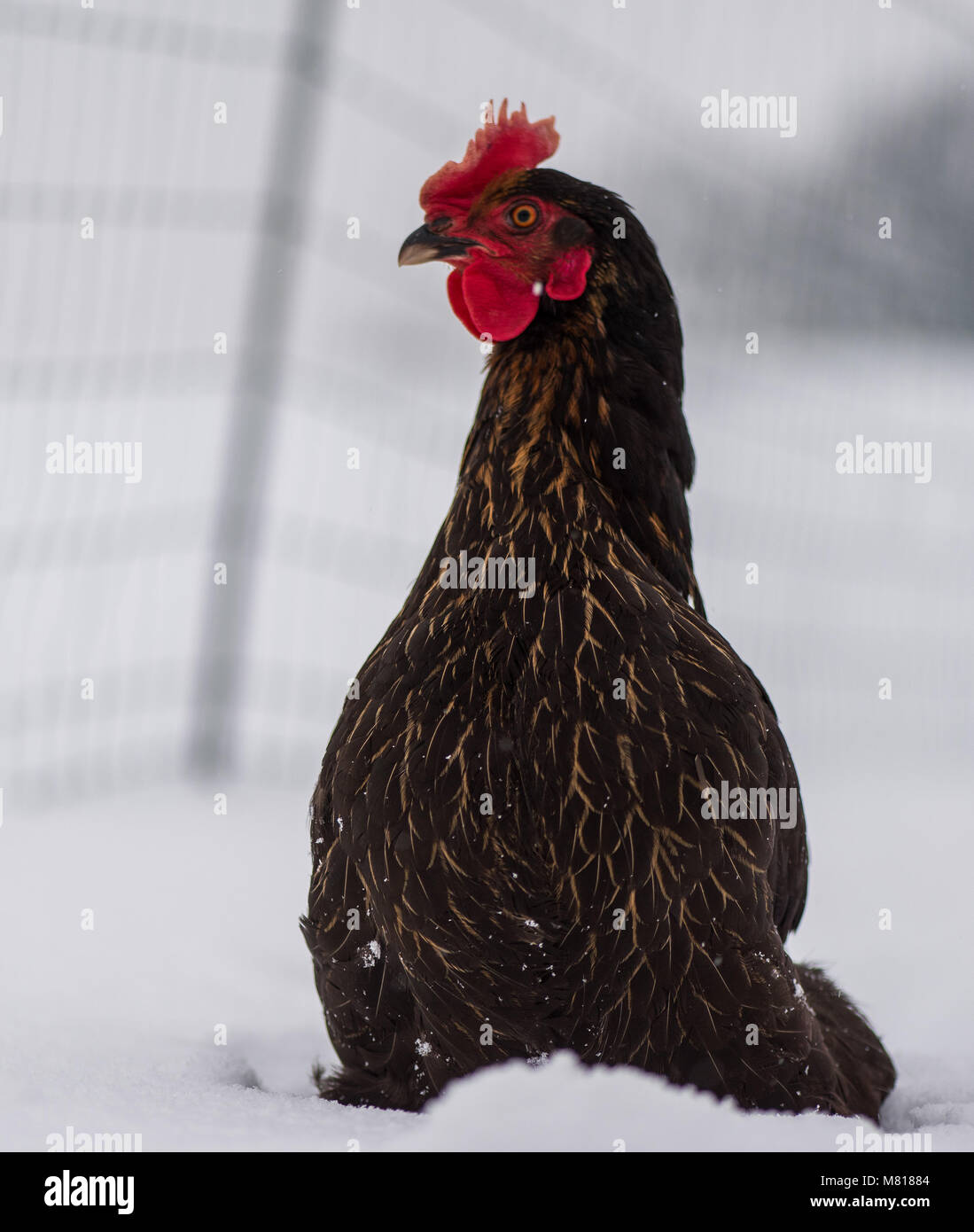 Keeping chickens in winter hi-res stock photography and images - Alamy