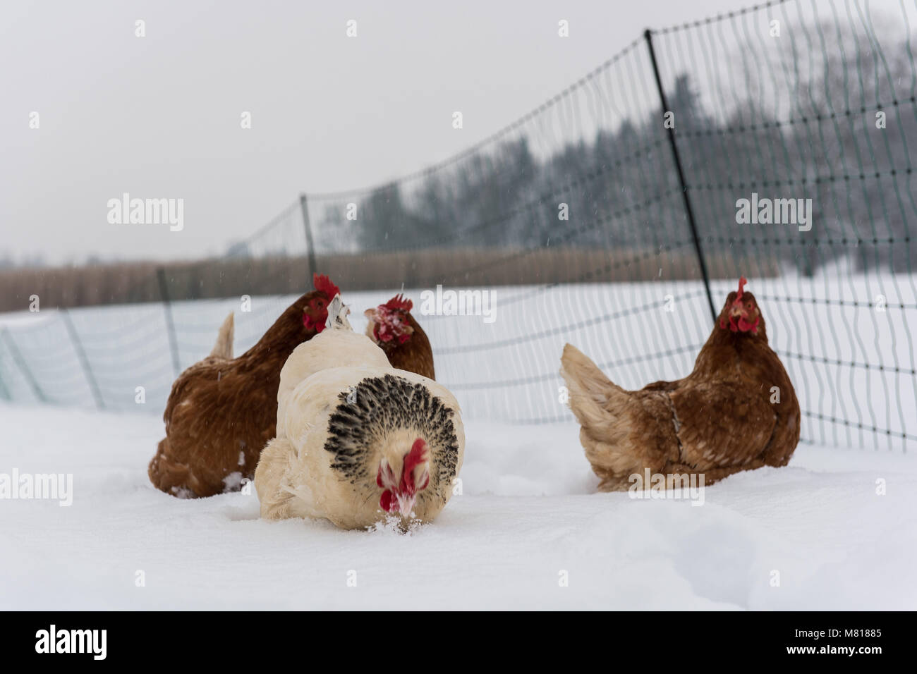 Chicken in the snow 9 Stock Photo - Alamy