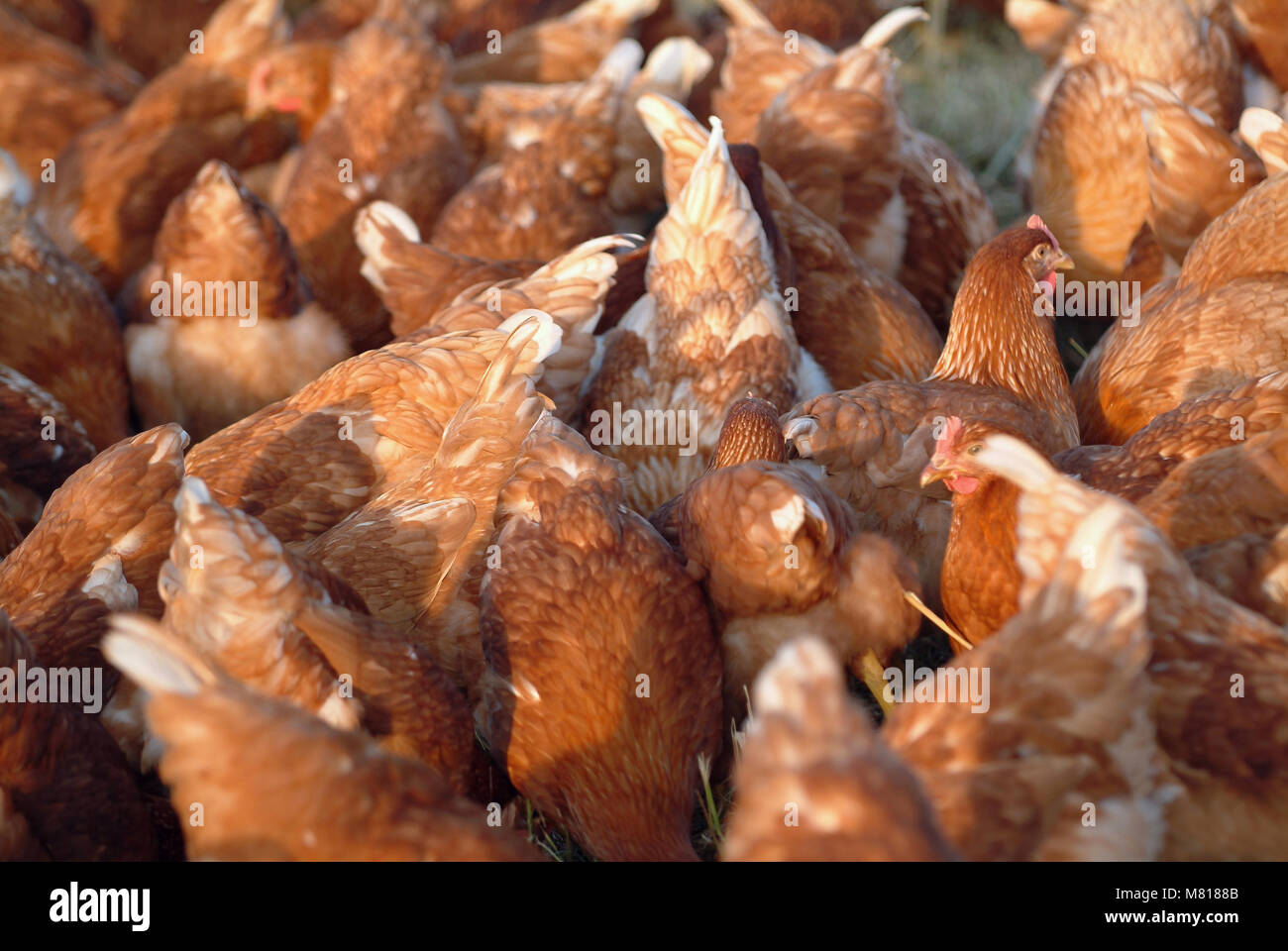 Chicken pasture hi-res stock photography and images - Alamy