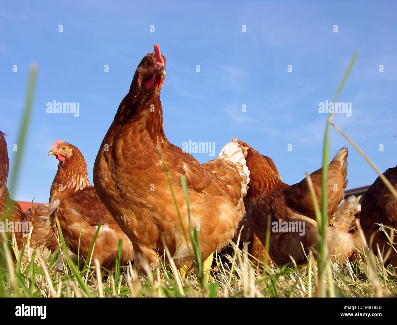 Chicken pasture 18 Stock Photo - Alamy