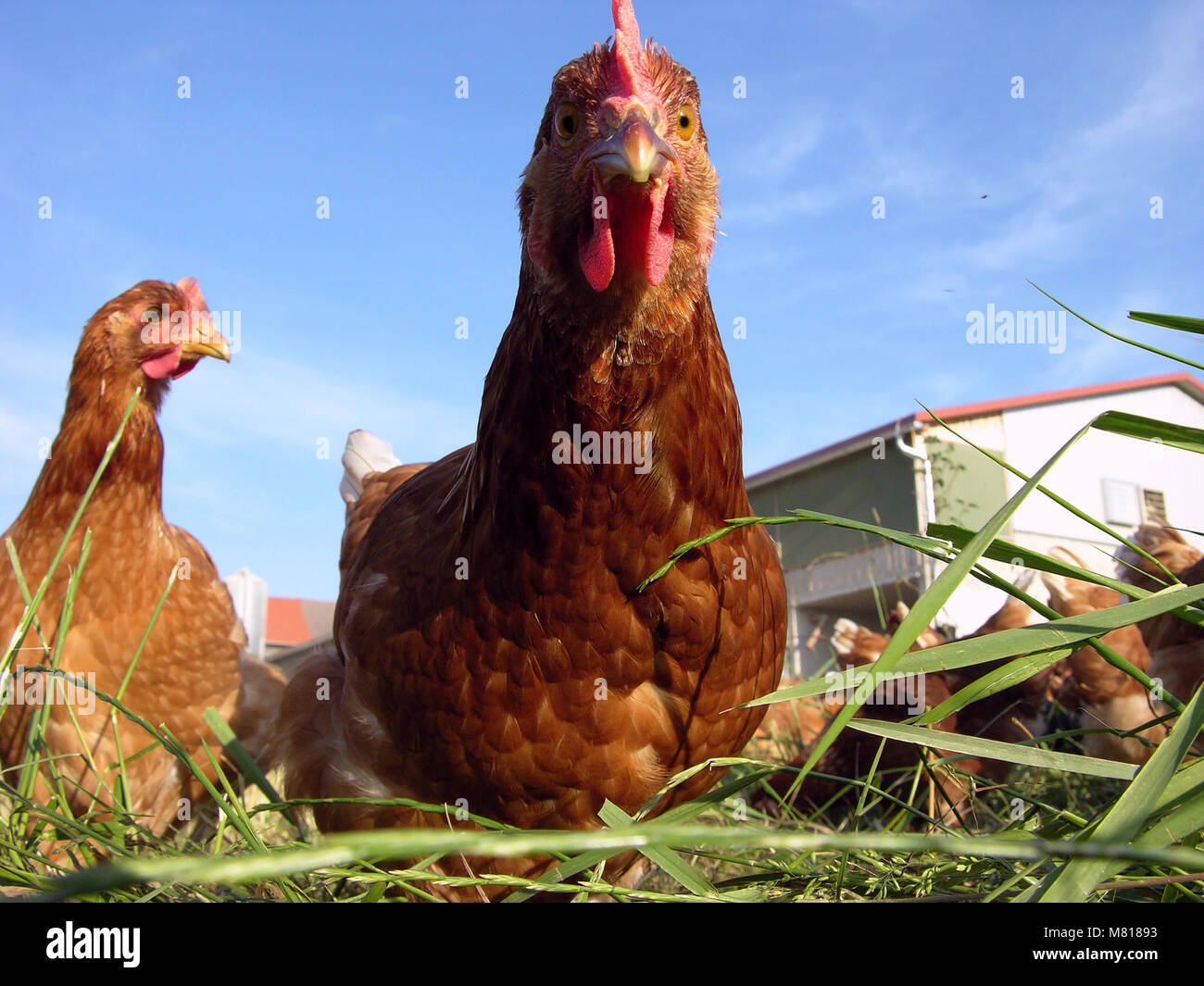 Chicken pasture hi-res stock photography and images - Alamy