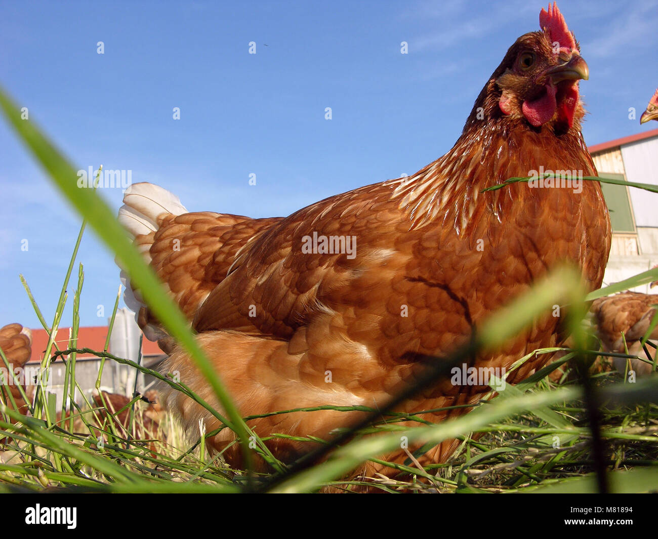 Chicken pasture hi-res stock photography and images - Alamy