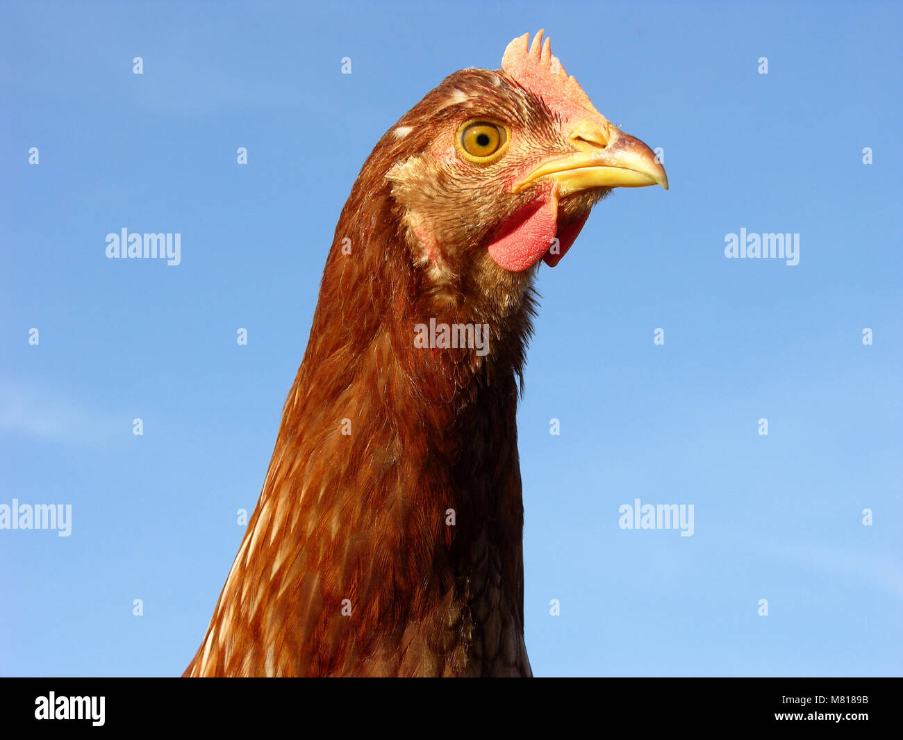 Chicken pasture hi-res stock photography and images - Alamy