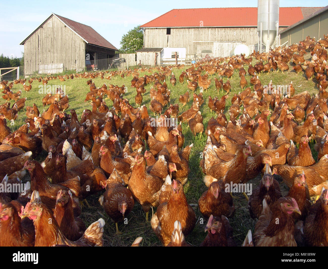 Chicken pasture 39 Stock Photo - Alamy