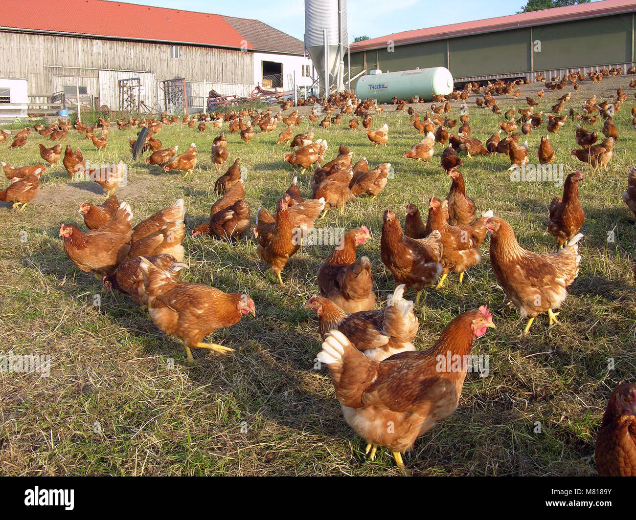 Chicken pasture 41 Stock Photo - Alamy