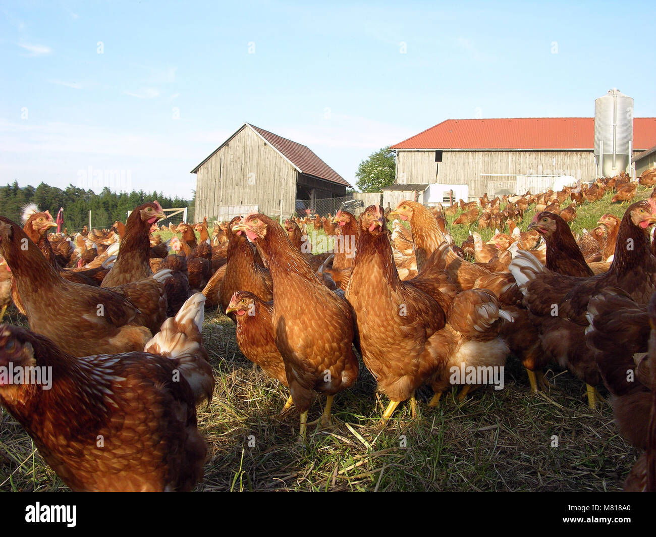 Chicken pasture 42 Stock Photo - Alamy