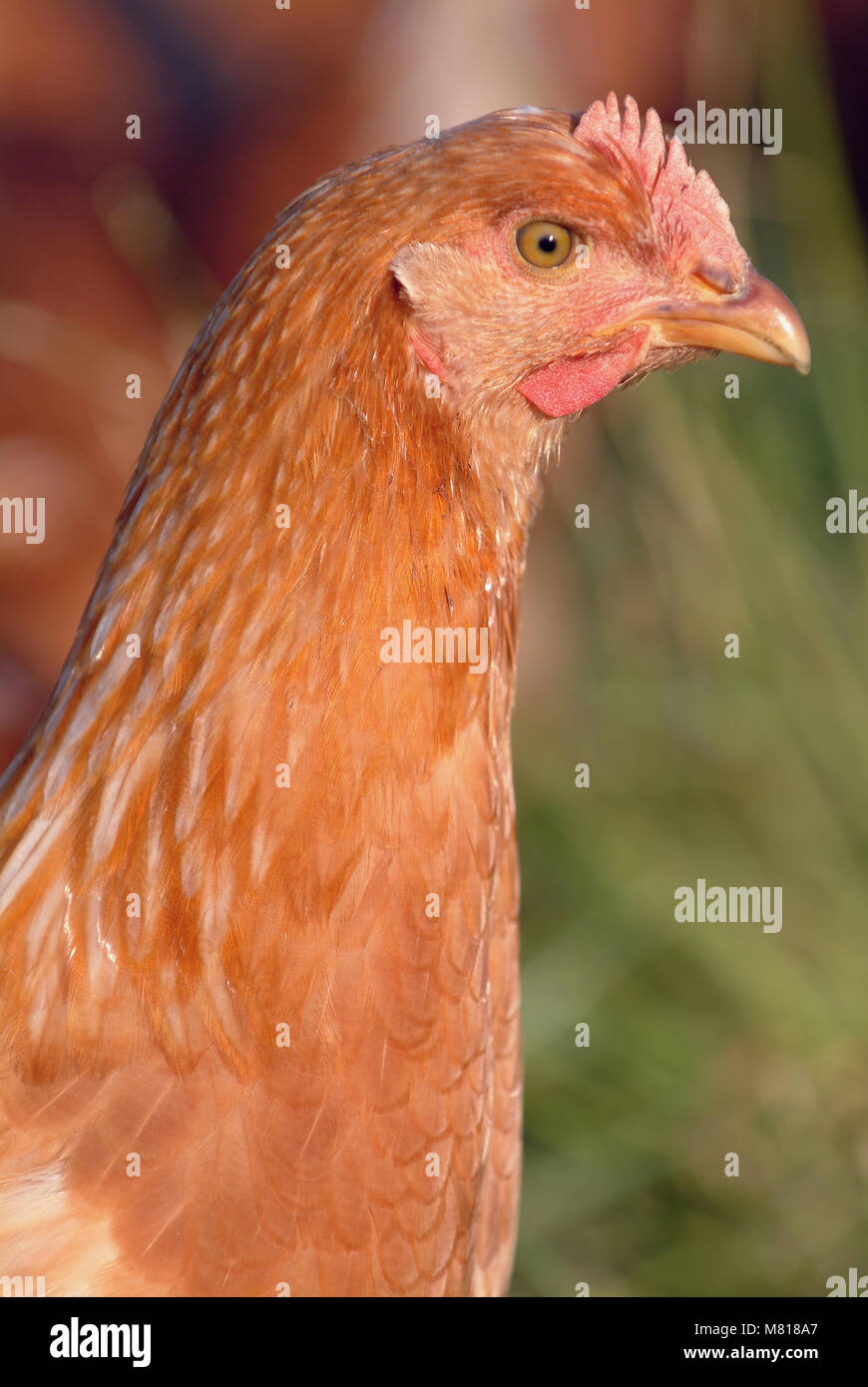 Chicken Pasture High Resolution Stock Photography and Images - Alamy