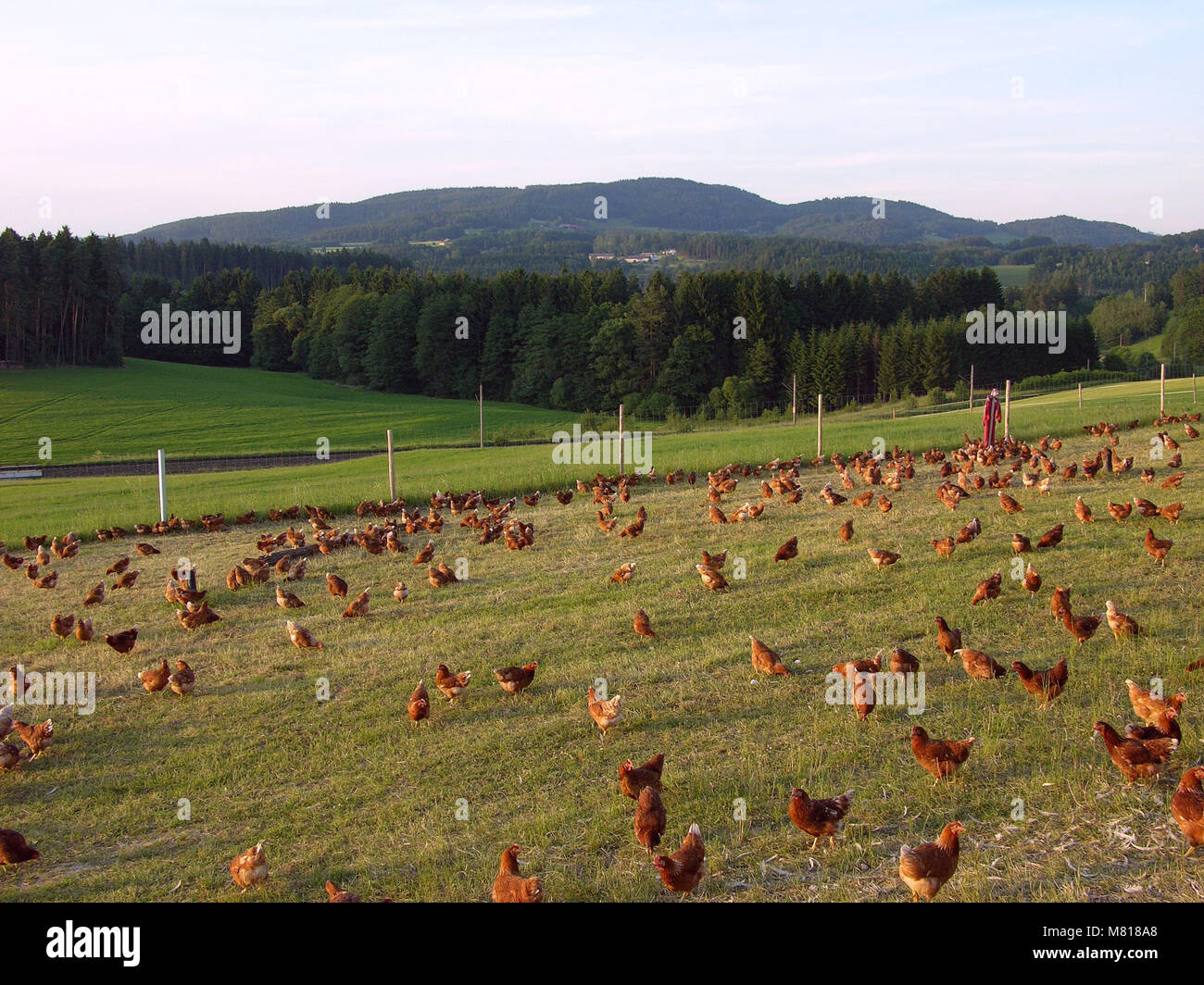 Chicken pasture 43 Stock Photo - Alamy