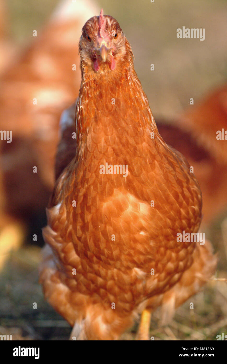Chicken pasture 7 Stock Photo - Alamy