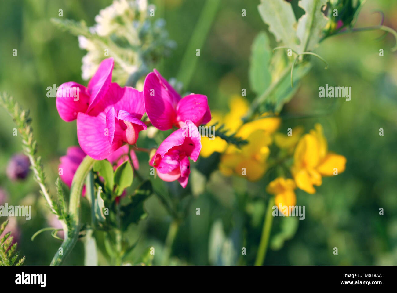 chickling vetch 2 Stock Photo - Alamy