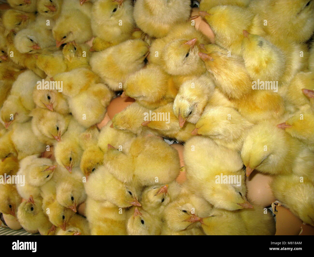 Chicks hatching 10 Stock Photo - Alamy