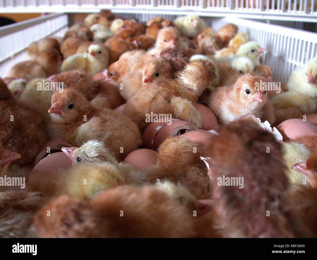 Chicks hatching 15 Stock Photo - Alamy