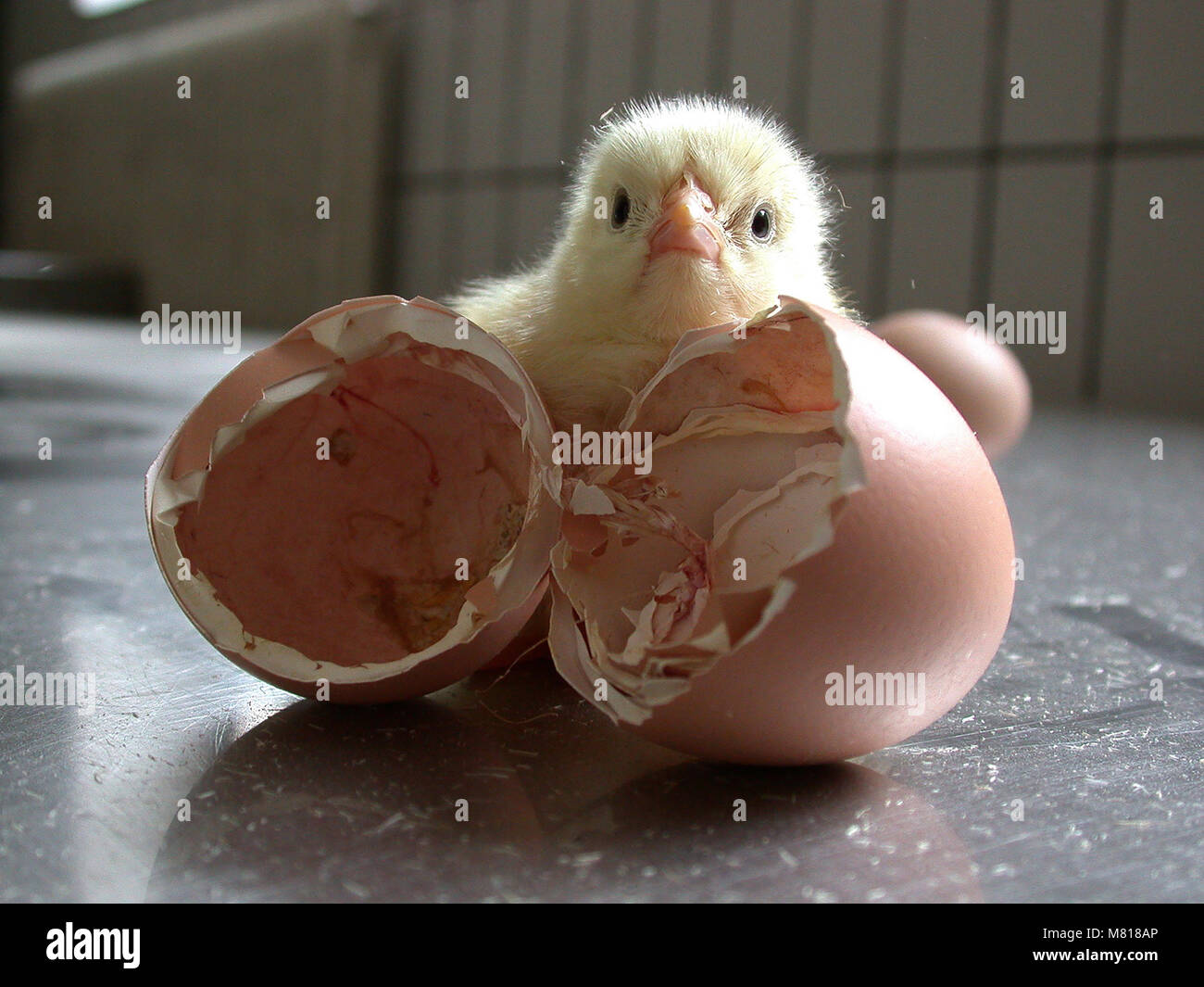 Chicks hatching 16 Stock Photo - Alamy