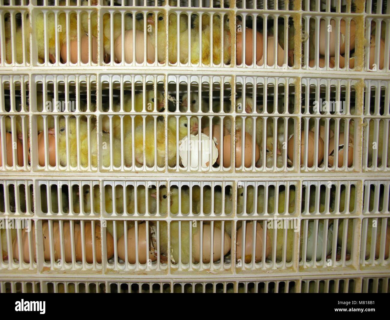 Chicks hatching 2 Stock Photo - Alamy