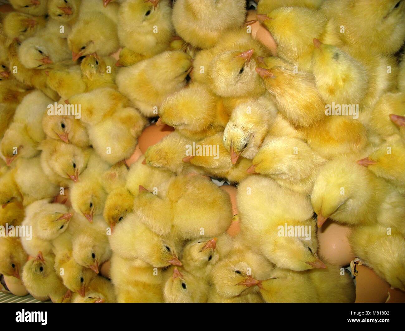 Chicks hatching 3 Stock Photo - Alamy