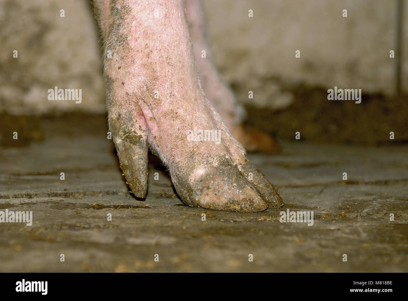 Claw injury 2 Stock Photo - Alamy