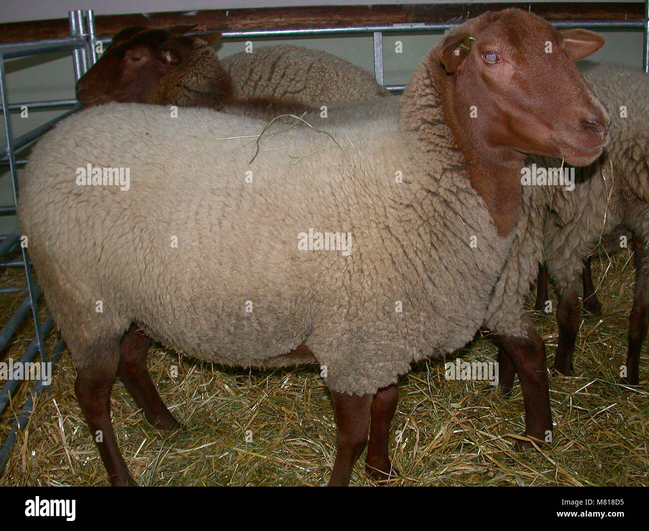 Fox sheep hi-res stock photography and images - Alamy