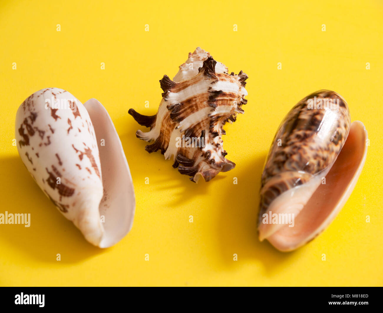 Shell, put on a yellow background Stock Photo - Alamy