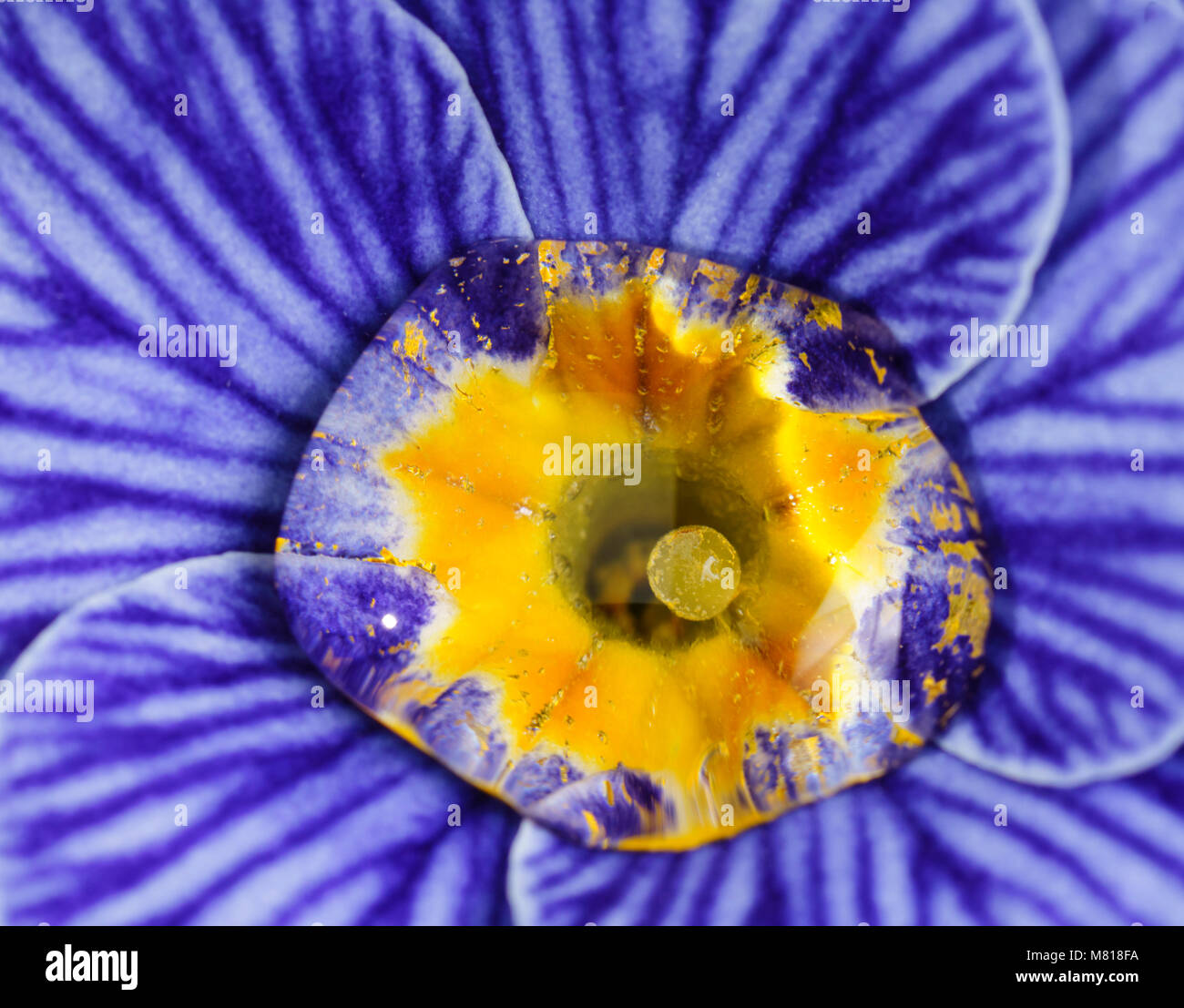 A water drop in the centre of a Zebra Blue Primula flower shows surface ...