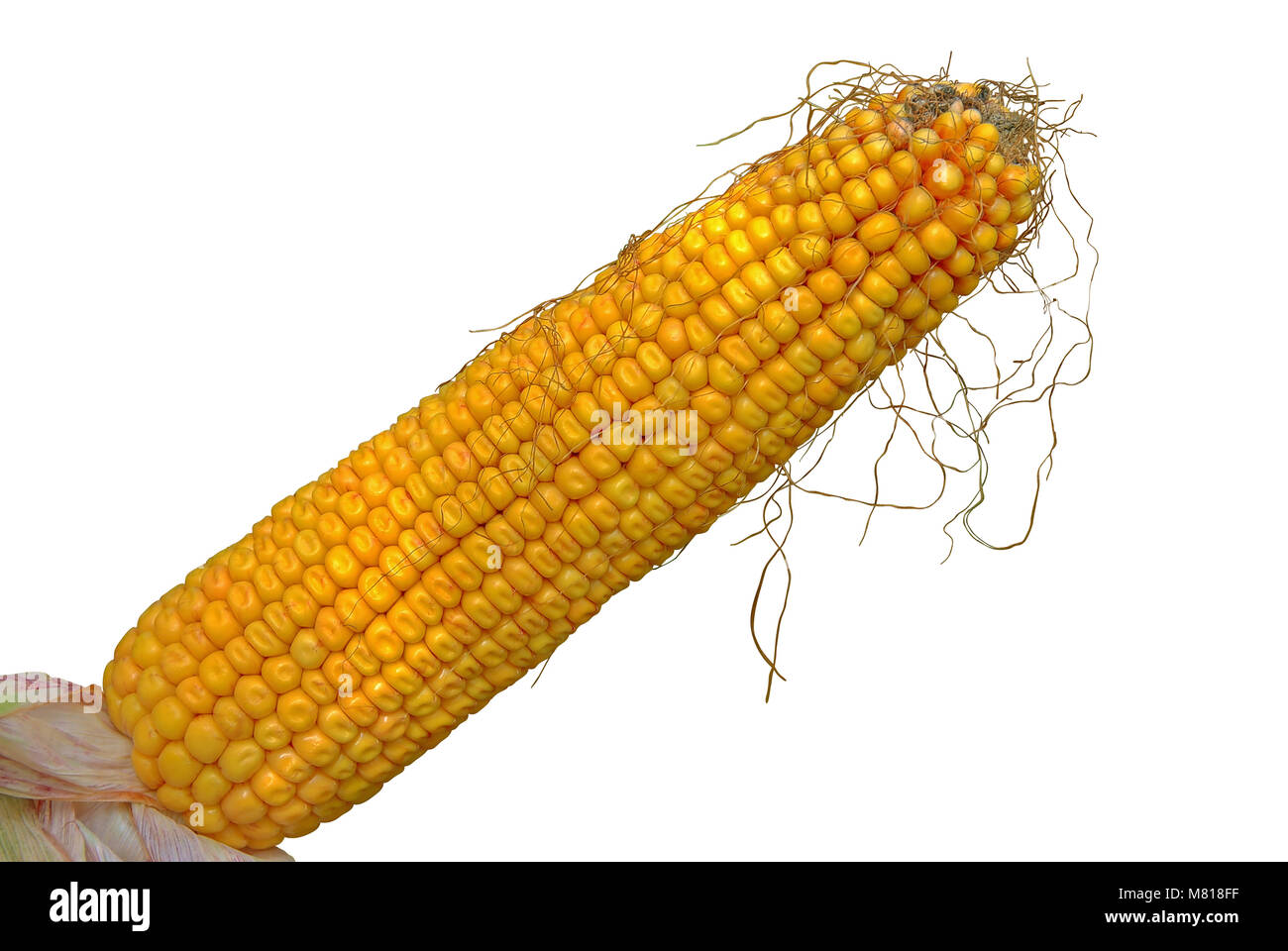 Grain maize threshing hi-res stock photography and images - Alamy