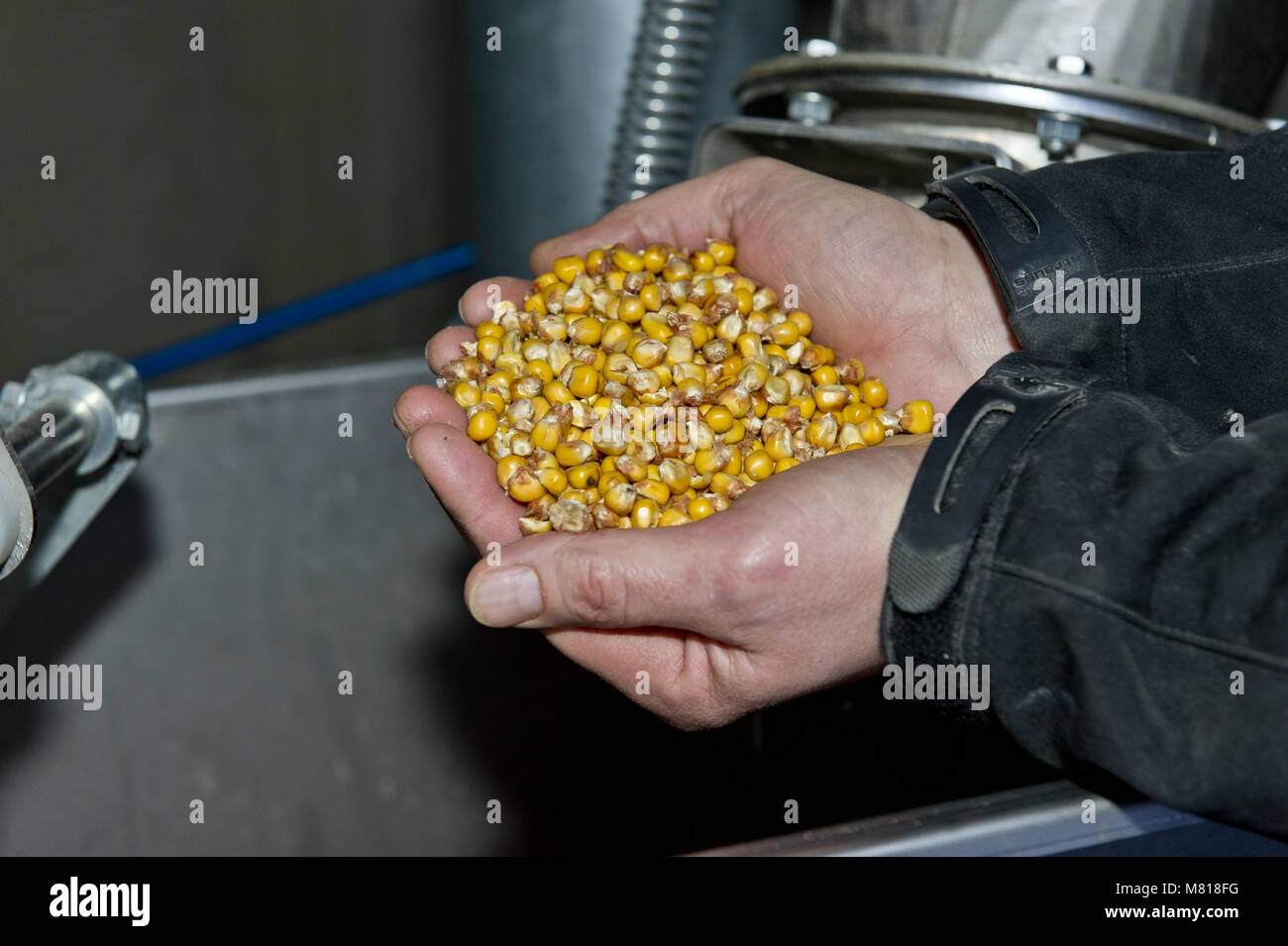 Corn whole silage 1 Stock Photo - Alamy