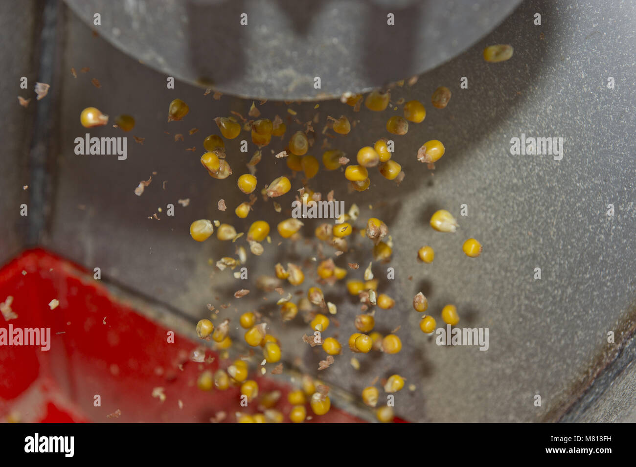 Corn whole silage 2 Stock Photo - Alamy