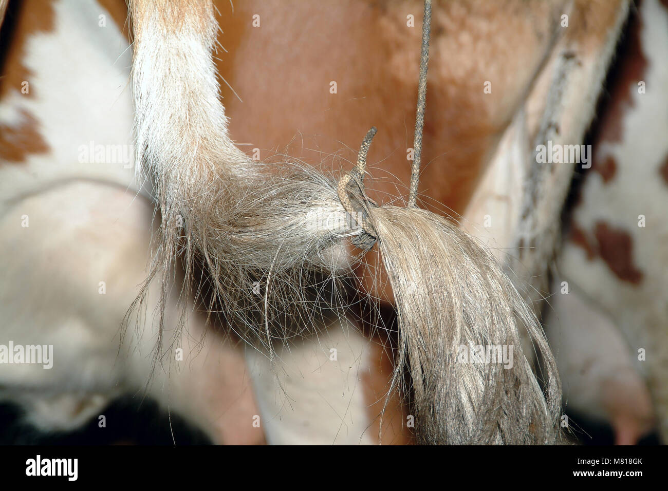 Stanchion Stall High Resolution Stock Photography and Images - Alamy