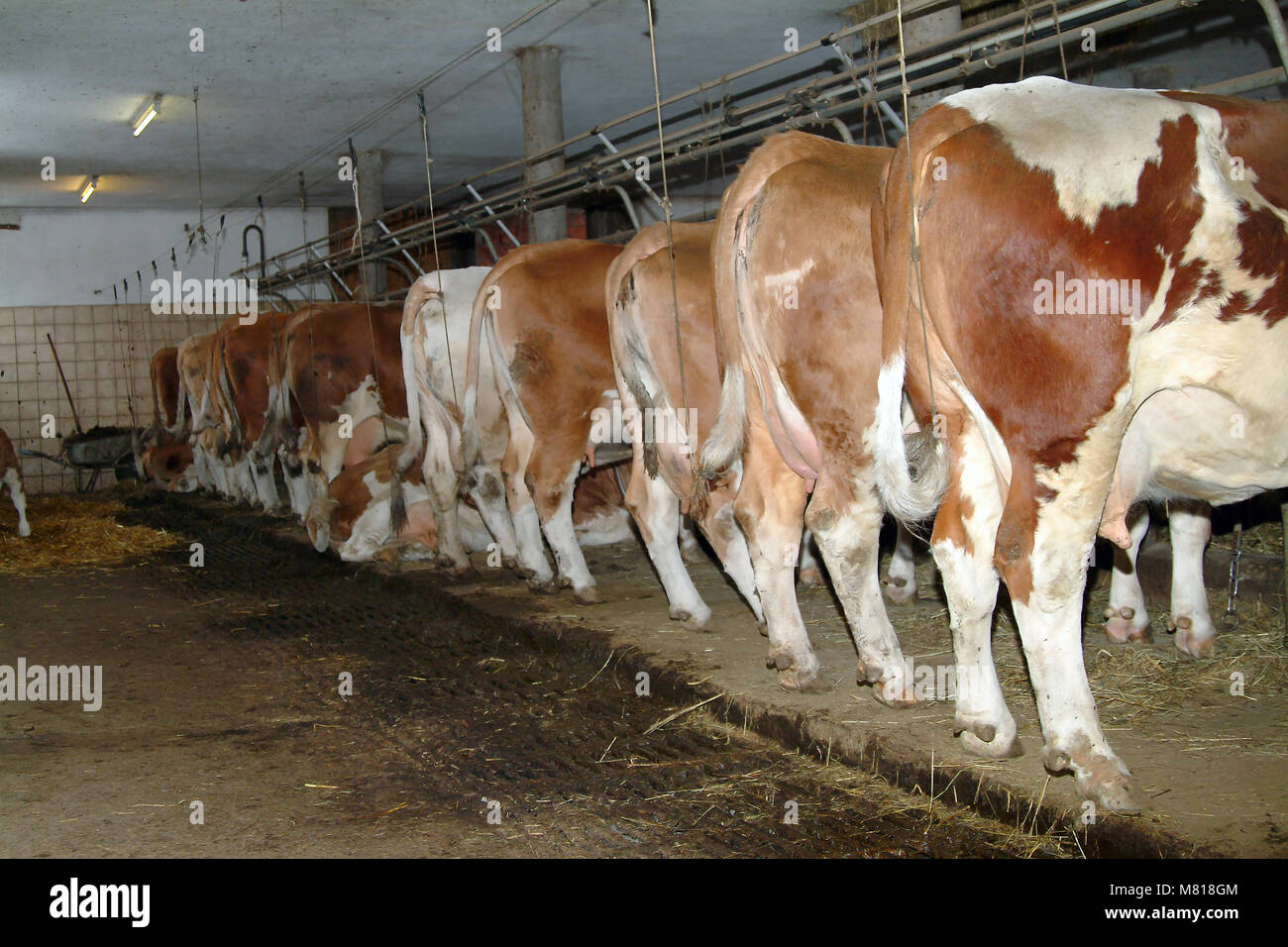 Tie up cattle barn hi-res stock photography and images - Alamy