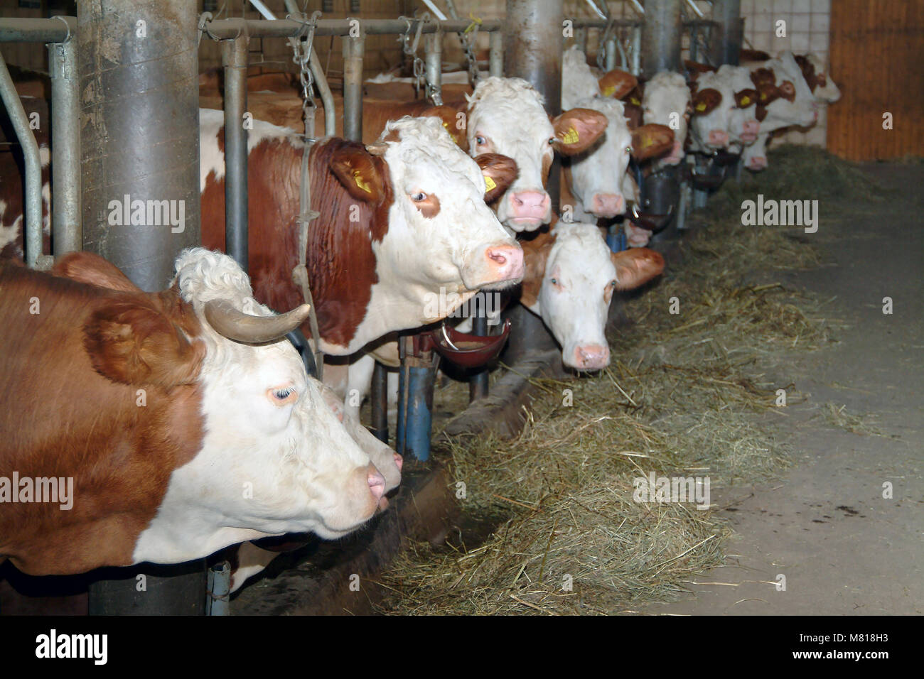 Cow barn 13 Stock Photo - Alamy