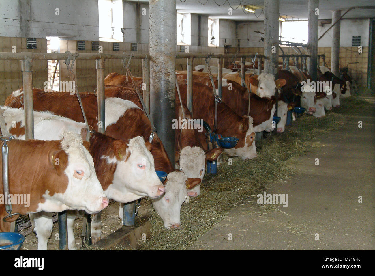 Cow barn 3 Stock Photo - Alamy