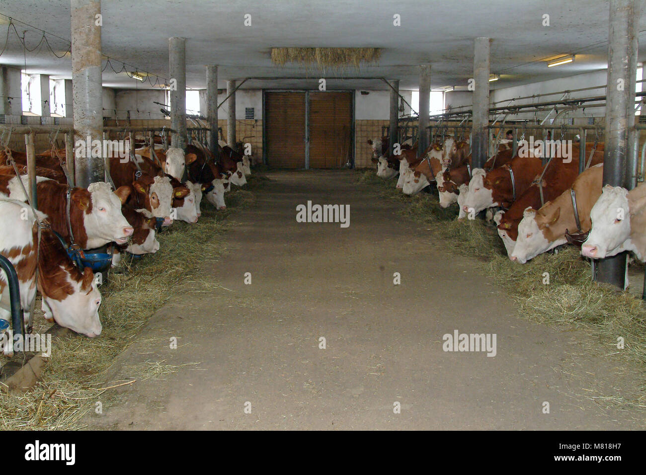 Cow barn 4 Stock Photo - Alamy