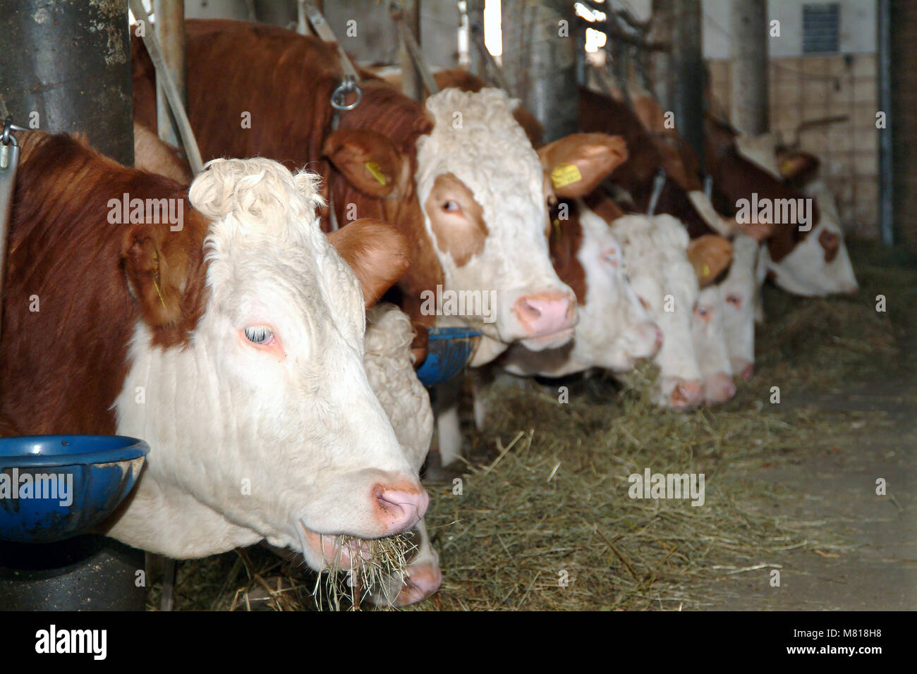 Cow barn 6 Stock Photo - Alamy