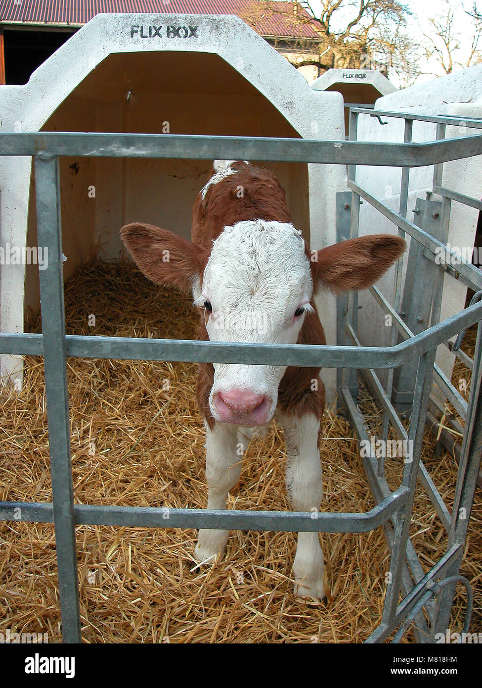 Red Spotted Highland Cows High Resolution Stock Photography and Images ...