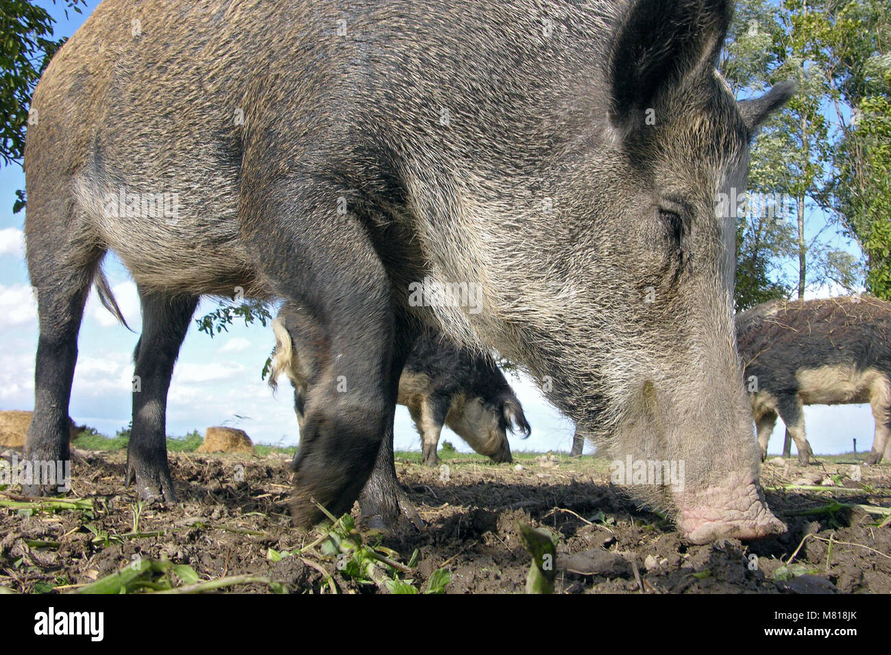 Crossed pig 1 Stock Photo - Alamy