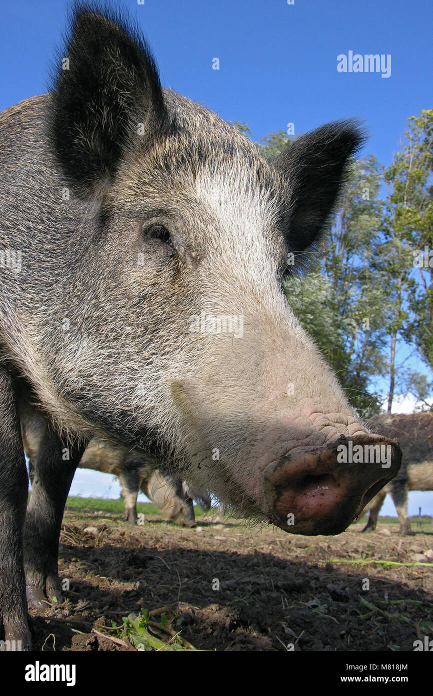 Crossed pigs hi-res stock photography and images - Alamy