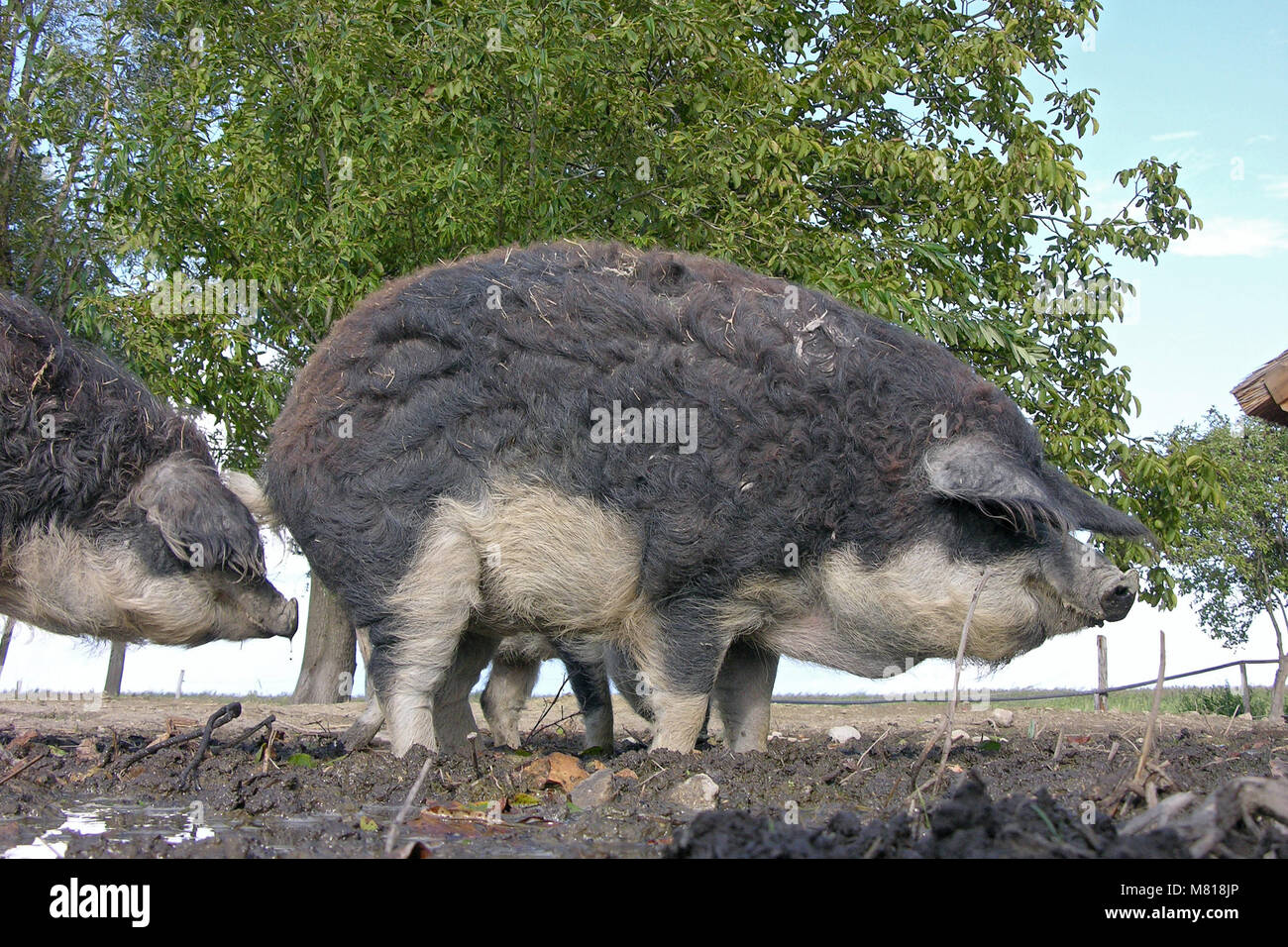 Crossed pig 3 Stock Photo - Alamy