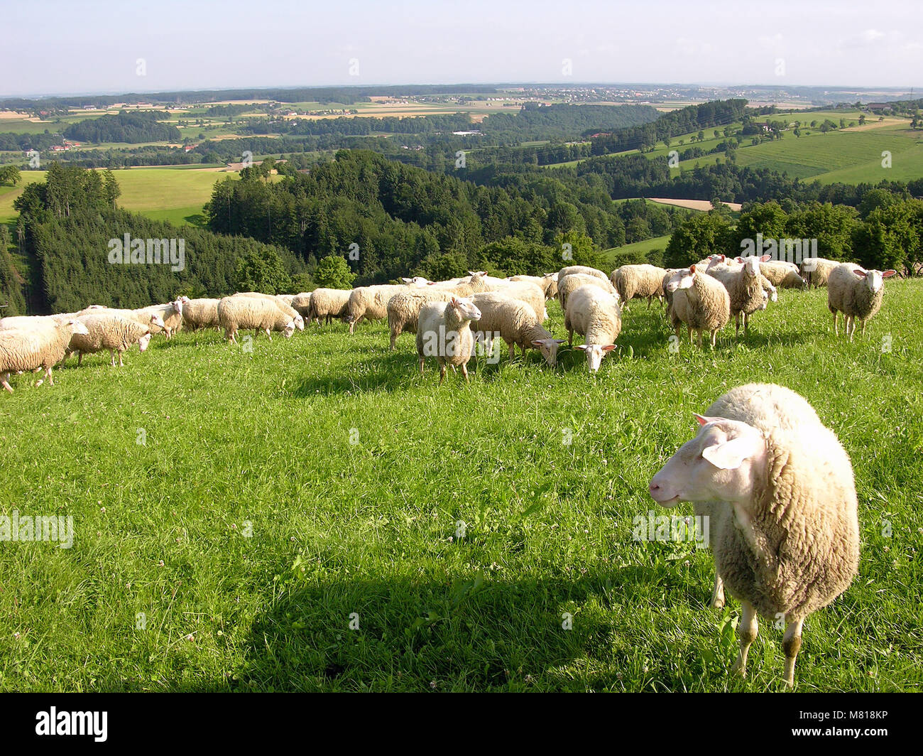 dairy sheep pasture 03 Stock Photo - Alamy