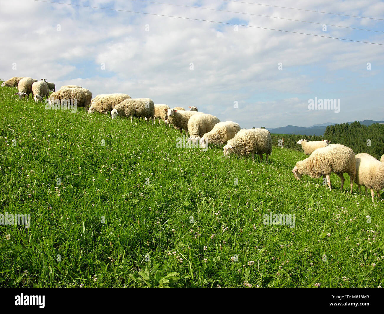 dairy sheep pasture 08 Stock Photo - Alamy