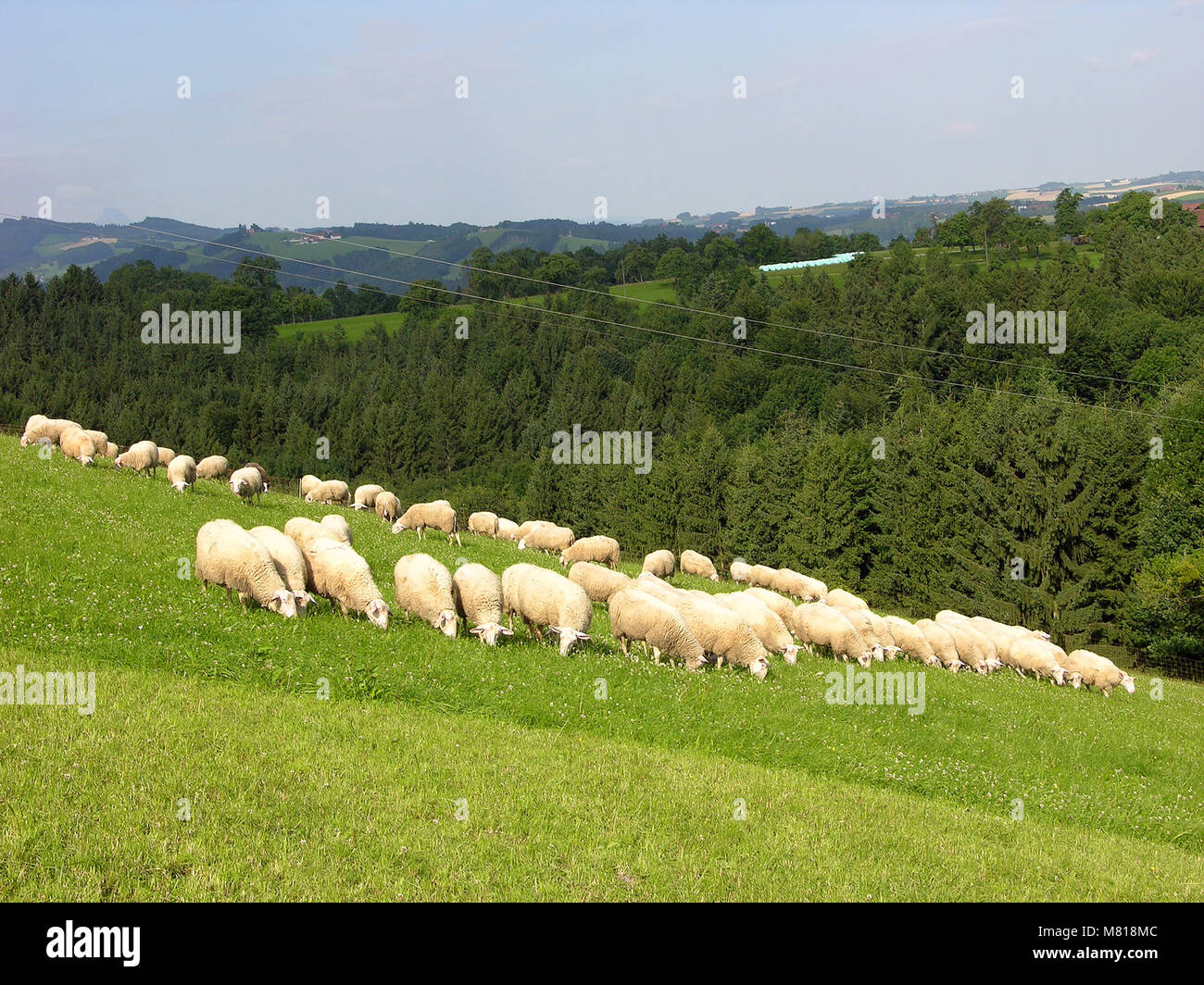 dairy sheep pasture 12 Stock Photo - Alamy