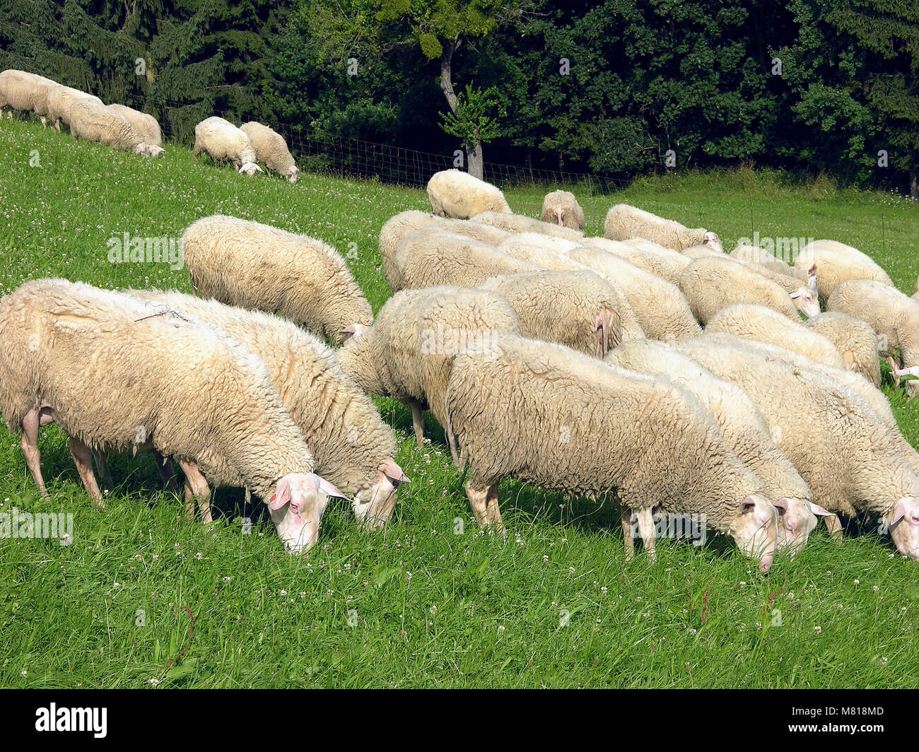 dairy sheep pasture 13 Stock Photo - Alamy