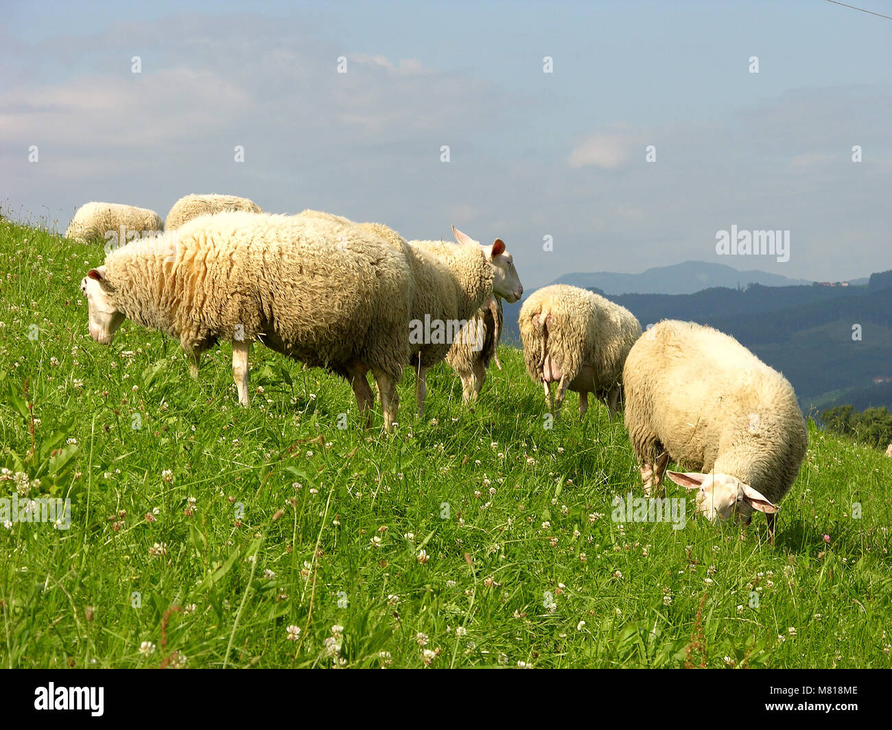 dairy sheep pasture 14 Stock Photo - Alamy