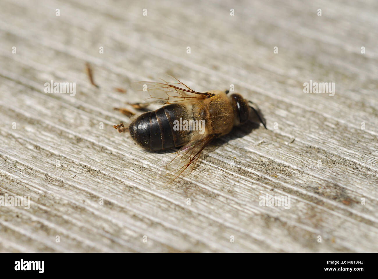 Dead bee hi-res stock photography and images - Alamy