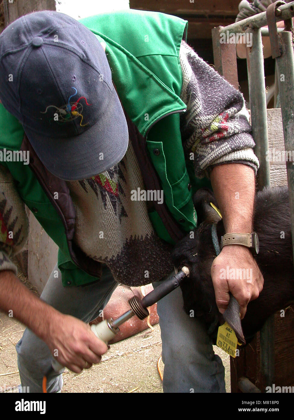 Dehorning cattle hi-res stock photography and images - Alamy