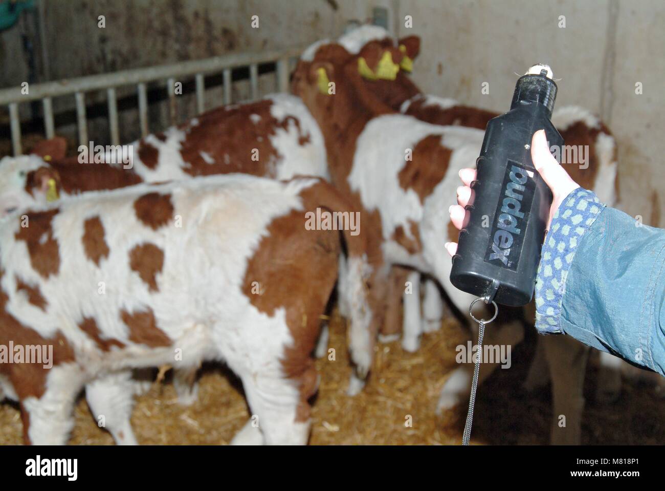 Dehorning cattle hi-res stock photography and images - Alamy