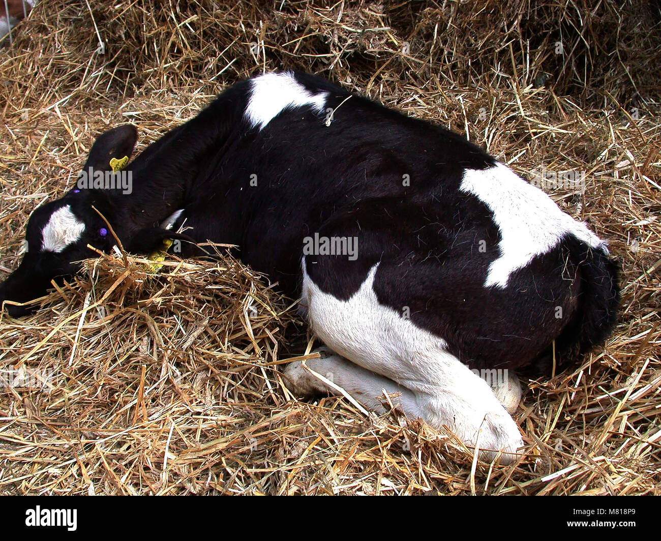 Dehorning cow 6 Stock Photo - Alamy