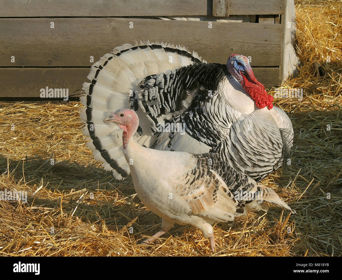 Cröllwitzer puten hi-res stock photography and images - Alamy